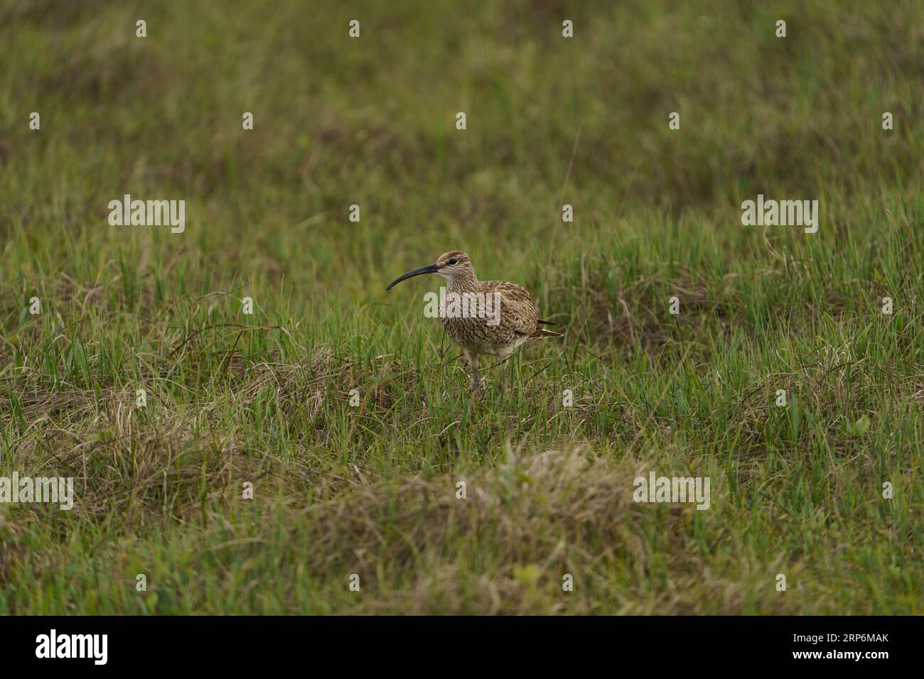 Numenius phaeopus Family Scolopacidae Genus Numenius Eurasian whimbrel ...