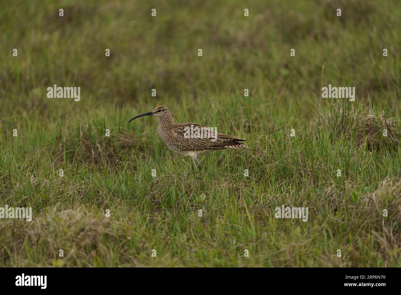 Numenius phaeopus Family Scolopacidae Genus Numenius Eurasian whimbrel ...
