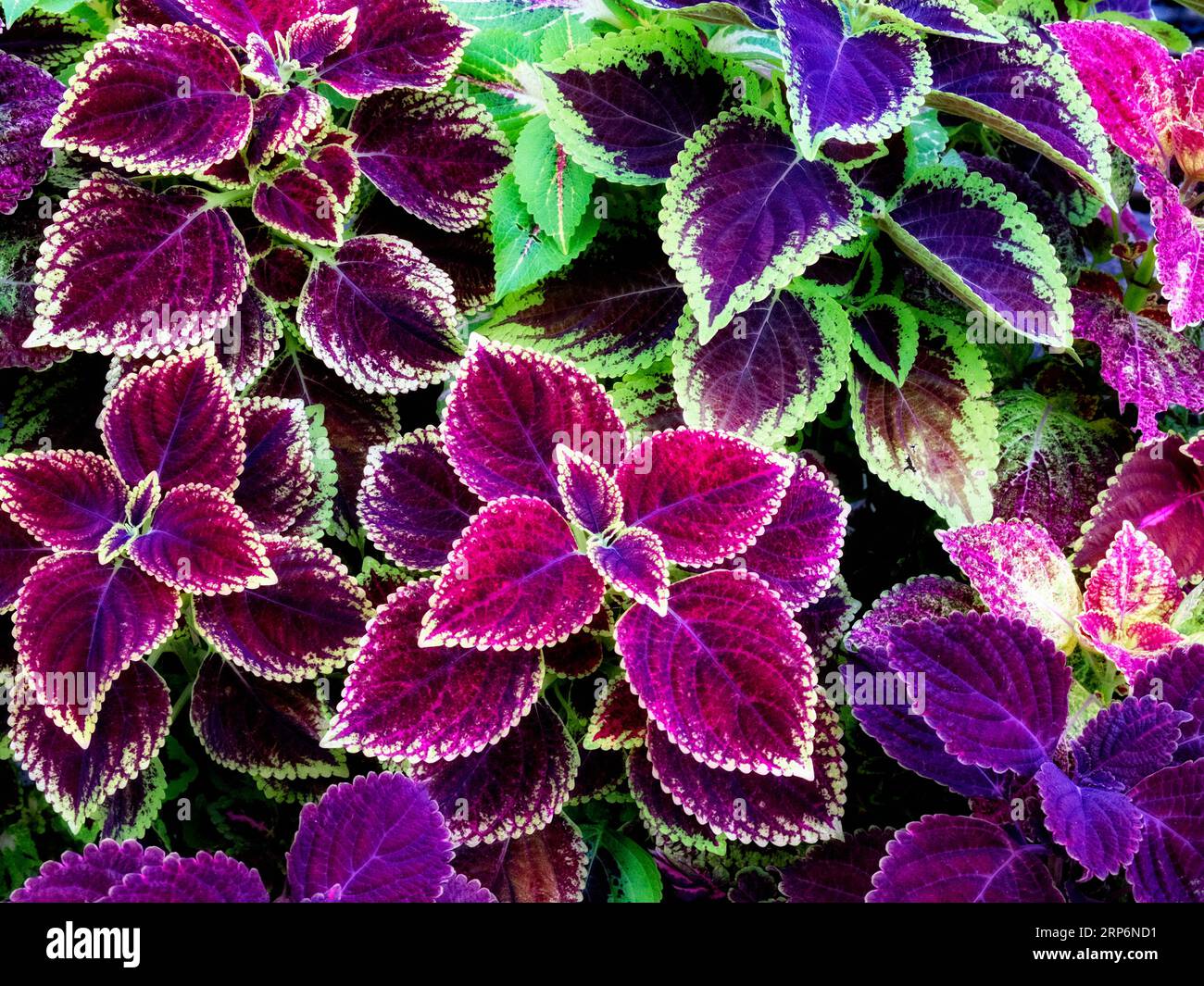 A group of coleus plants with purple leaves and green edges. The leaves ...