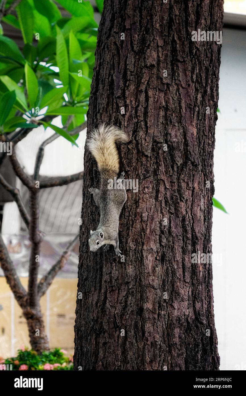 A squirrel climbing down a tree. The squirrel is gray in color and has ...