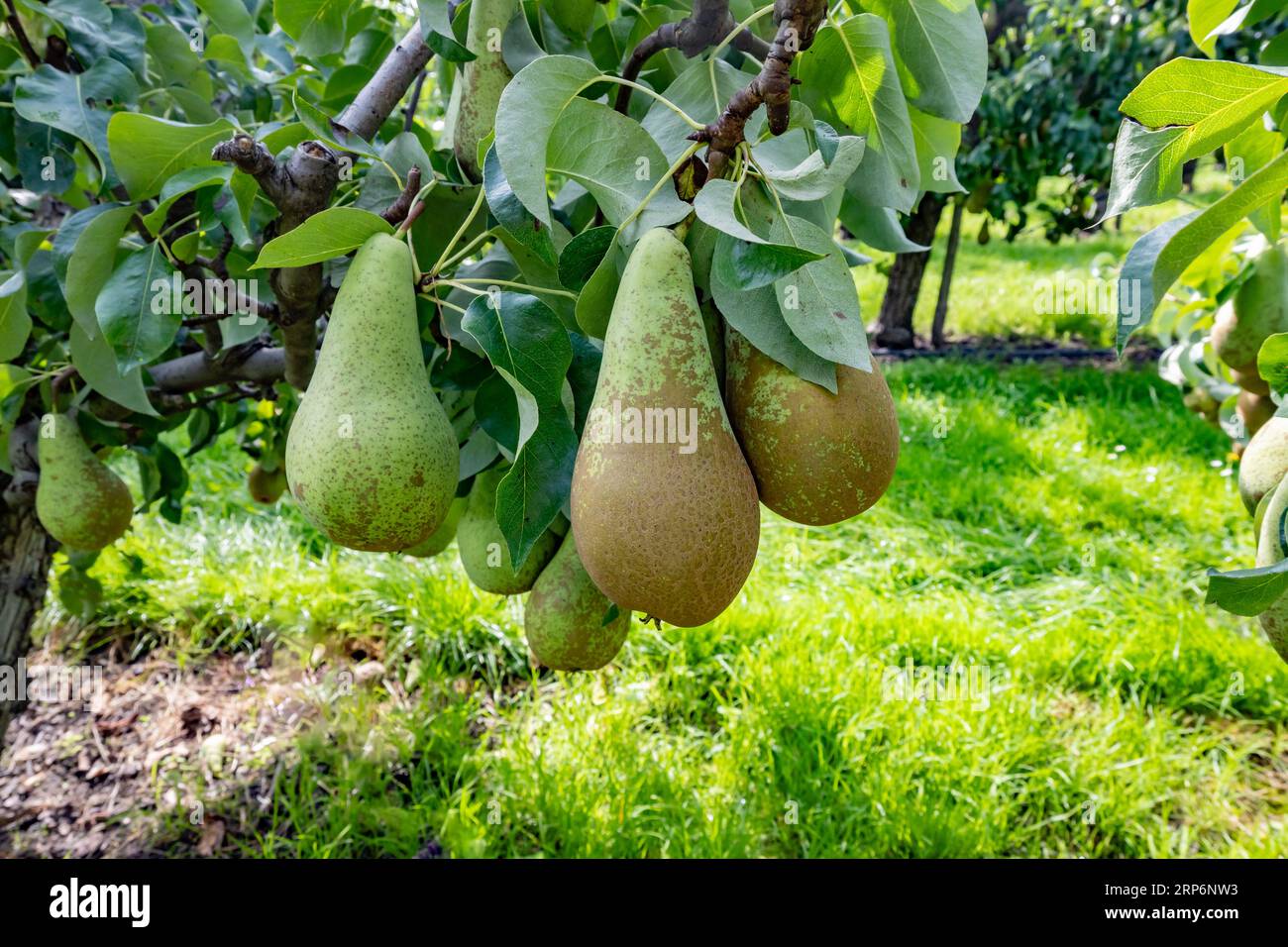 Green organic orchards with rows of Conference pear trees with ripe ...