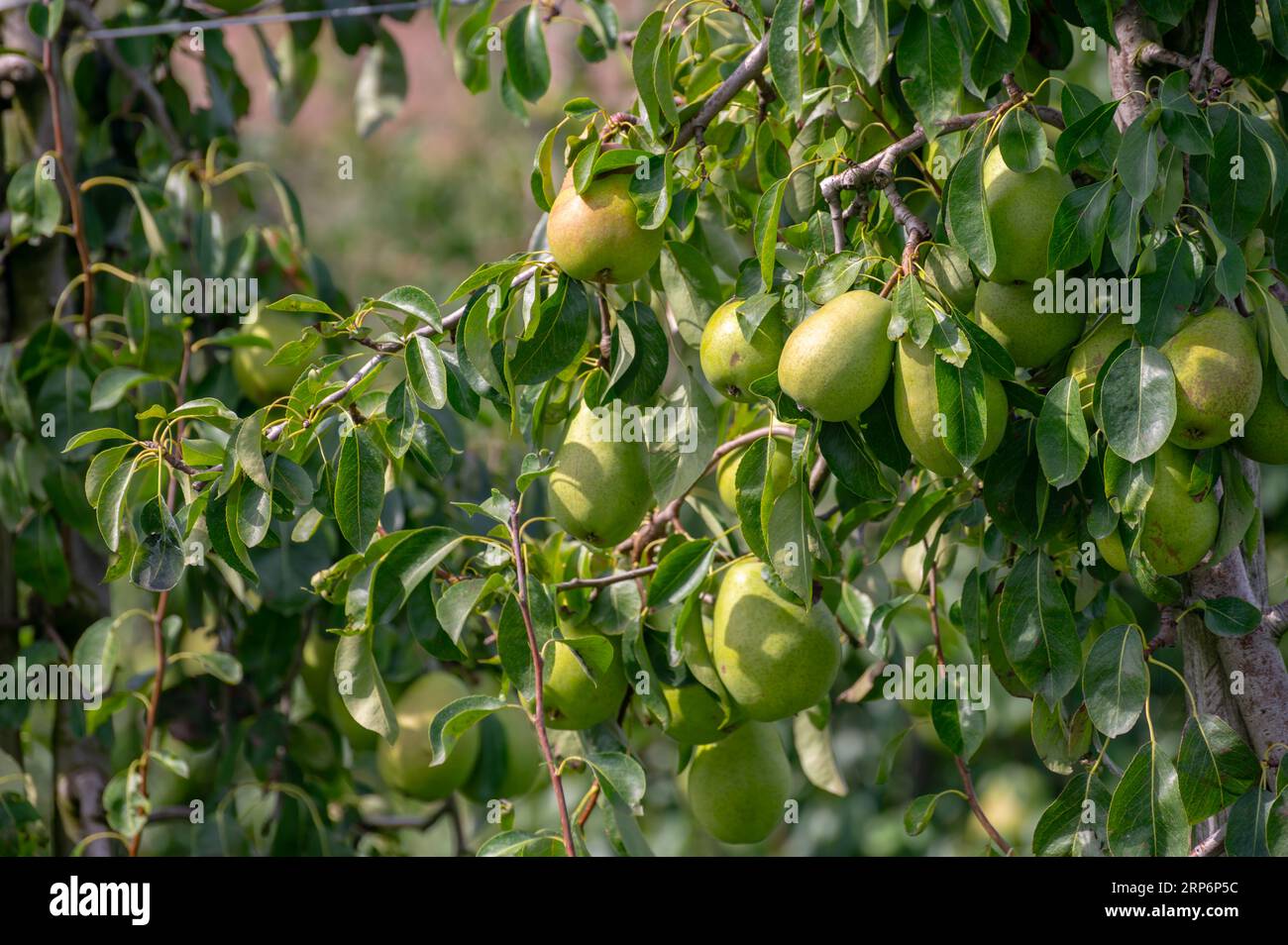 Green organic orchards with rows of Concorde pear trees with ripe ...