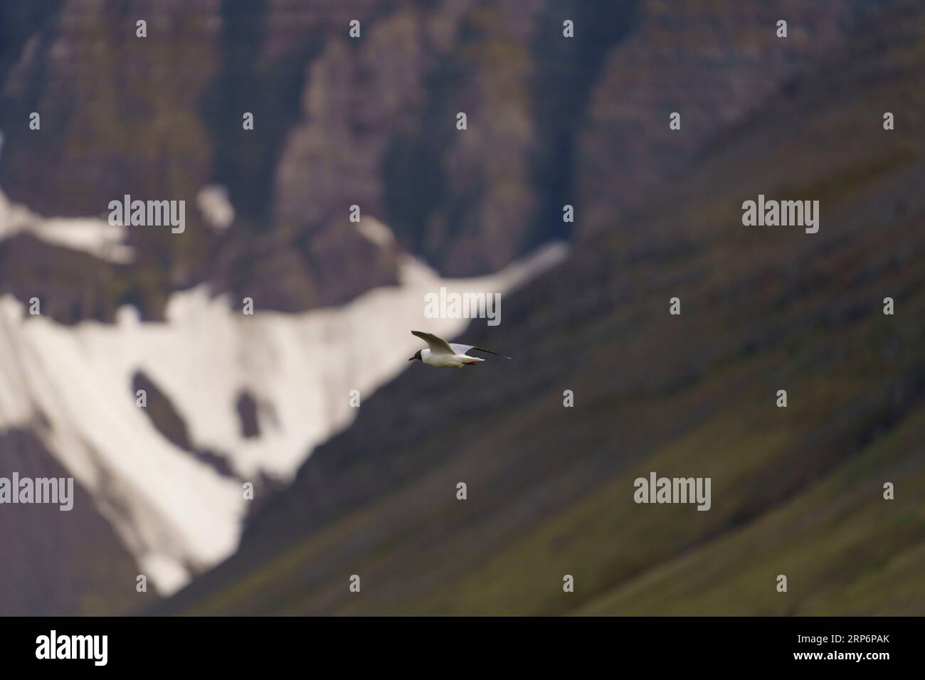 Flying Larus ridibundus Family Laridae Genus Chroicocephalus Black ...