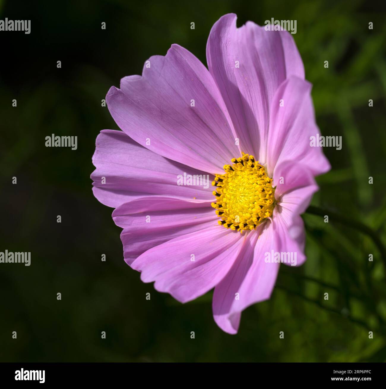 Annual daisy hi-res stock photography and images - Alamy