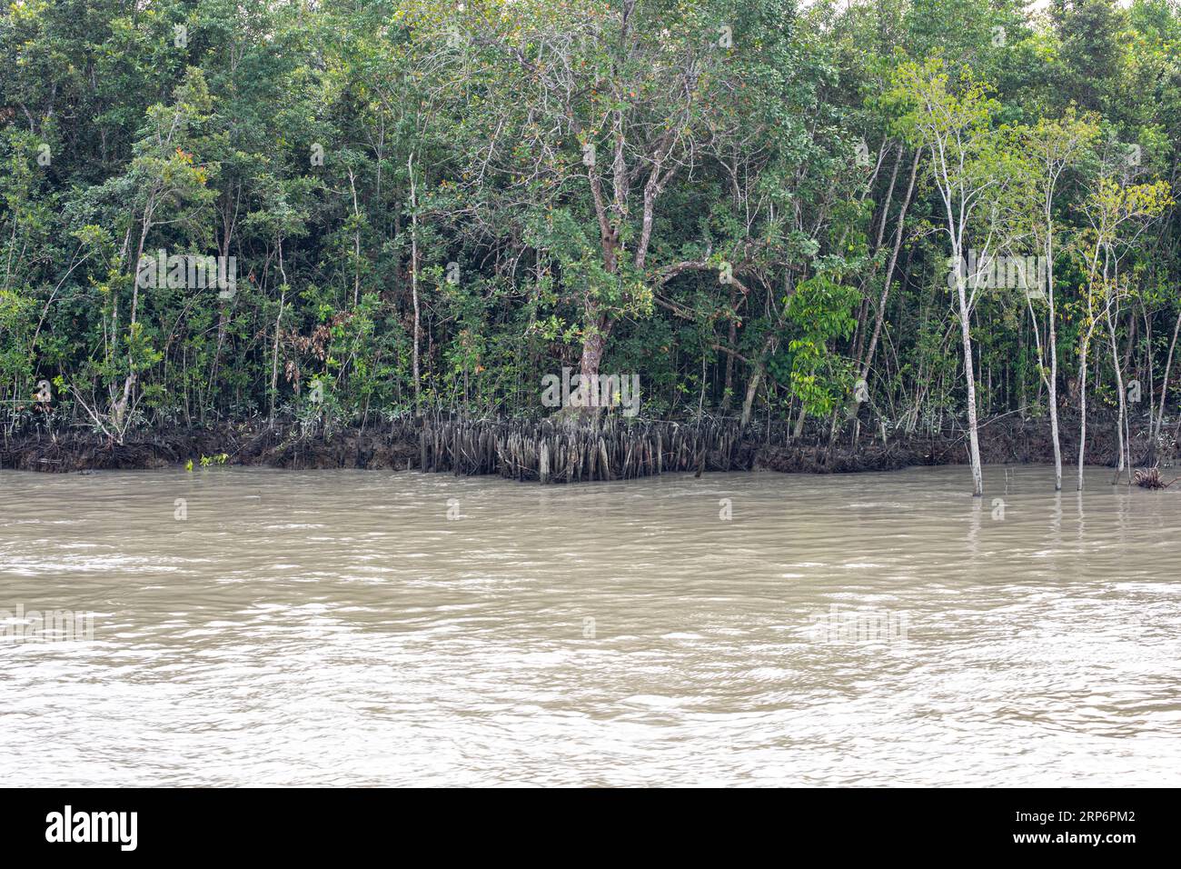 Sundarbans, Bangladesh: Sundarbans Mangrove forest, the largest ...