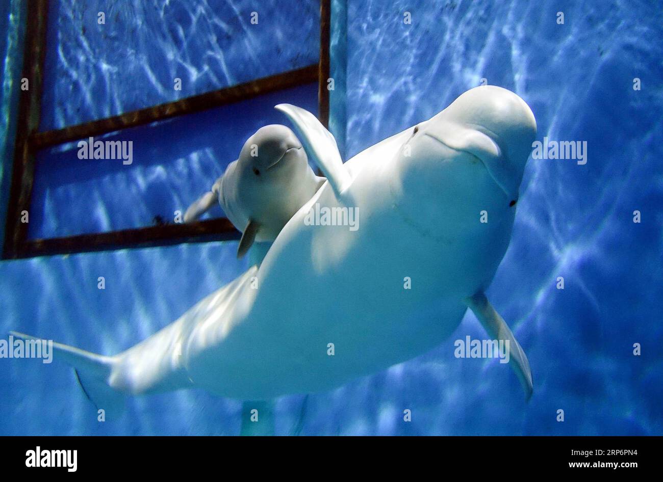 Zhuhai chimelong ocean kingdom hi-res stock photography and images - Alamy