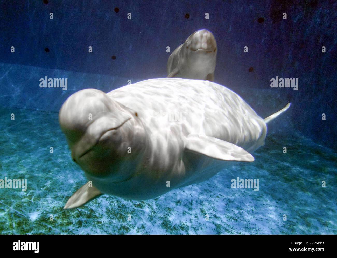 Zhuhai chimelong ocean kingdom hi-res stock photography and images - Alamy