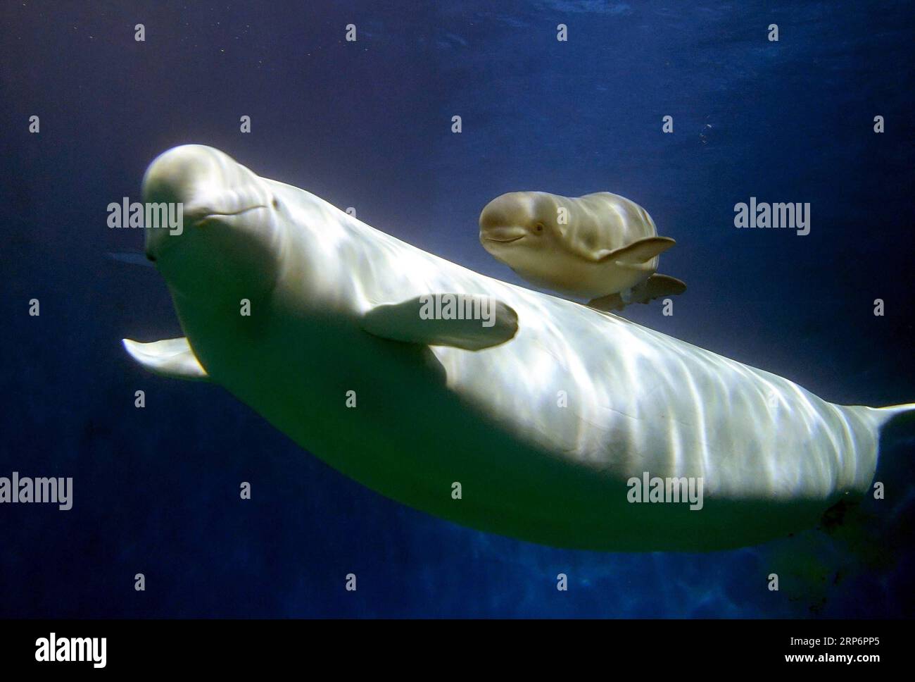 Zhuhai chimelong ocean kingdom hi-res stock photography and images - Alamy