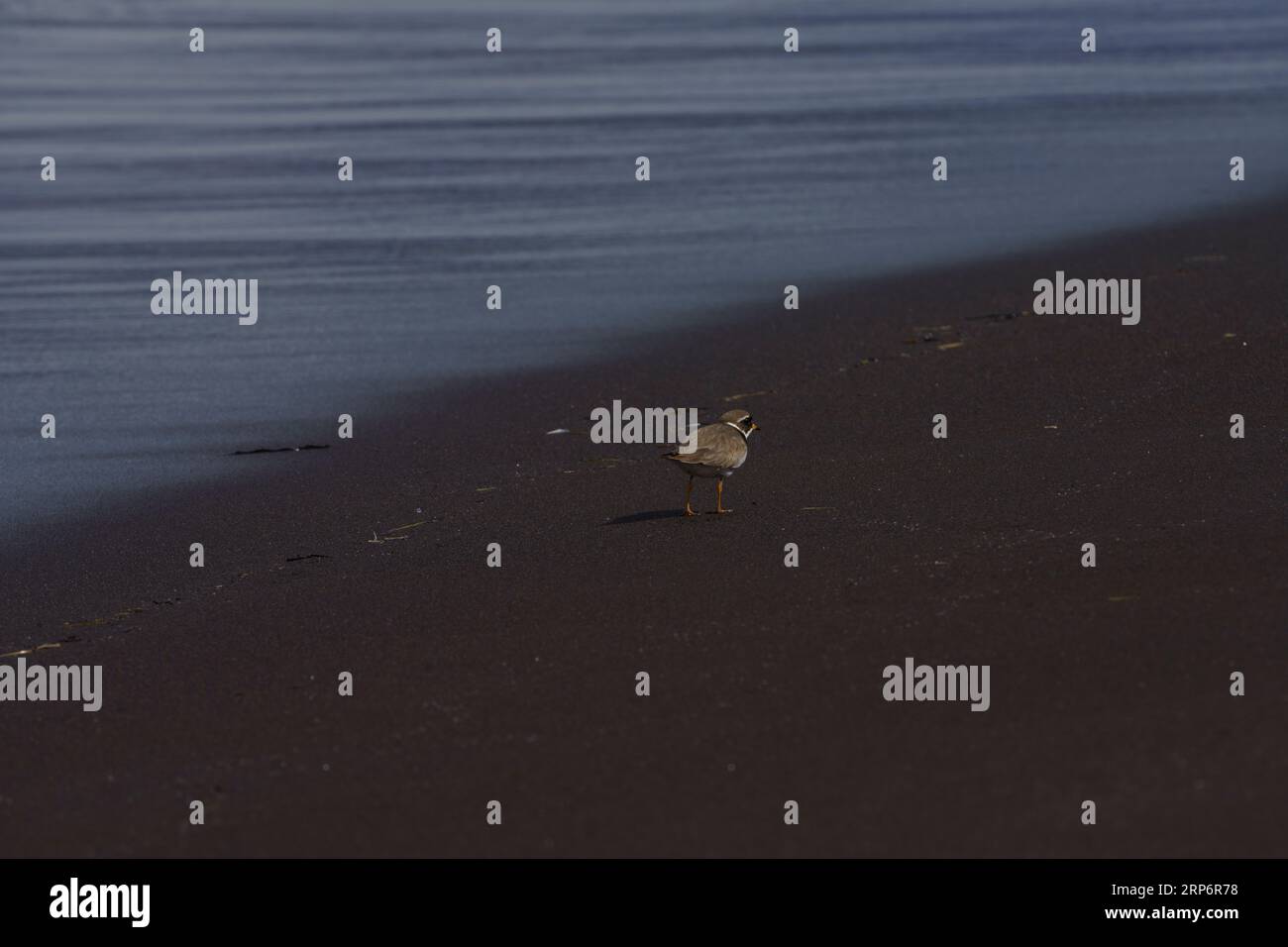 Charadrius hiaticula Family Charadriidae Genus Charadrius Common ringed ...