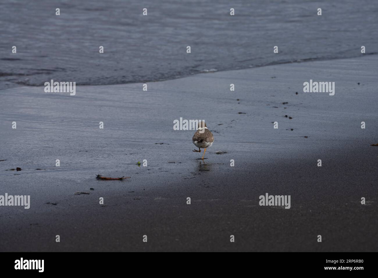 Charadrius hiaticula Family Charadriidae Genus Charadrius Common ringed ...