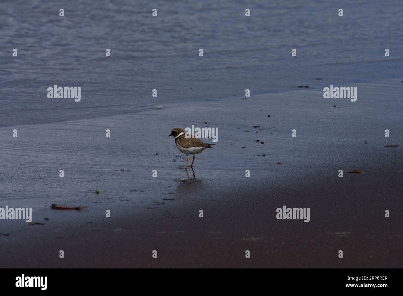 Charadrius hiaticula Family Charadriidae Genus Charadrius Common ringed ...