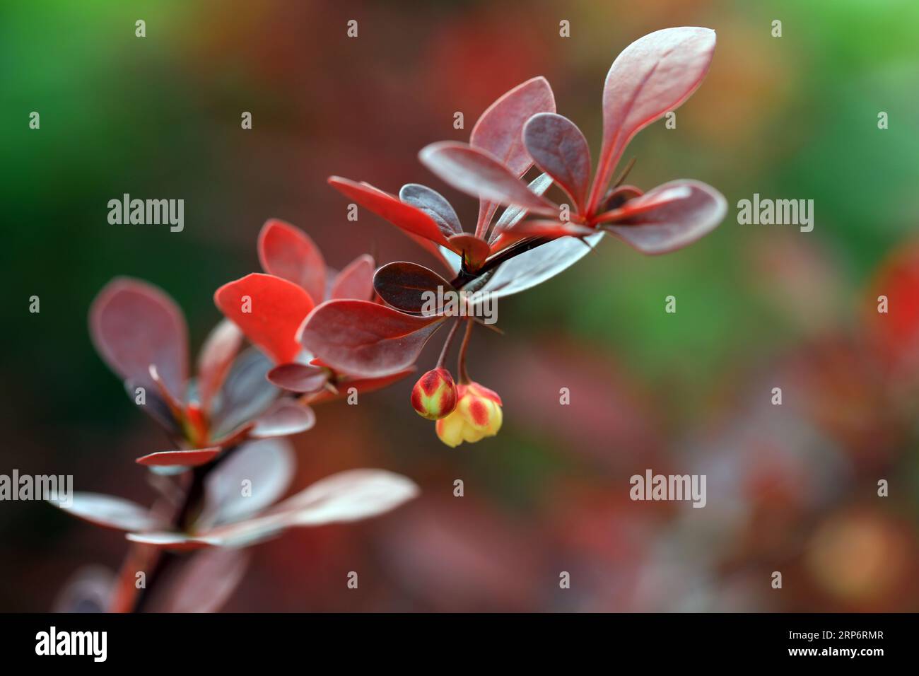 Beautiful flowers of Berberis amurensis, North China Stock Photo - Alamy