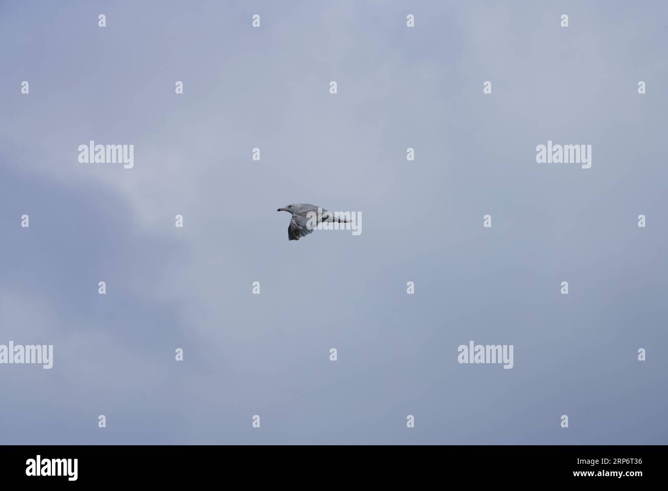 Willd bird hi-res stock photography and images - Alamy