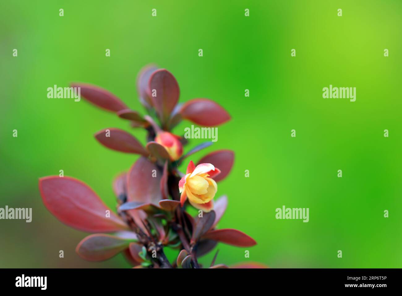 Berberis amurensis hi-res stock photography and images - Alamy