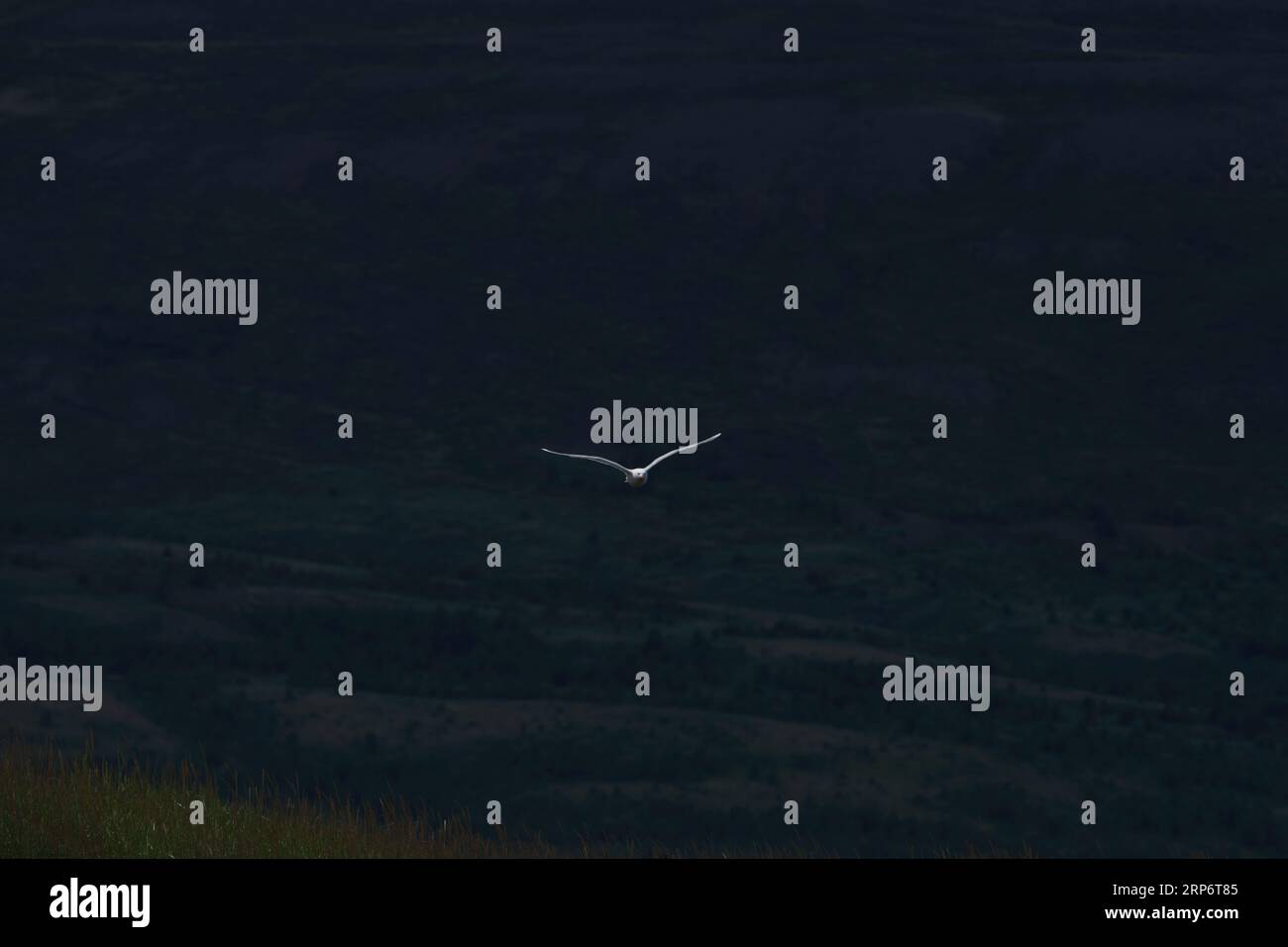 Flying Larus hyperboreus Family Laridae Genus Larus Glaucous gull wild ...