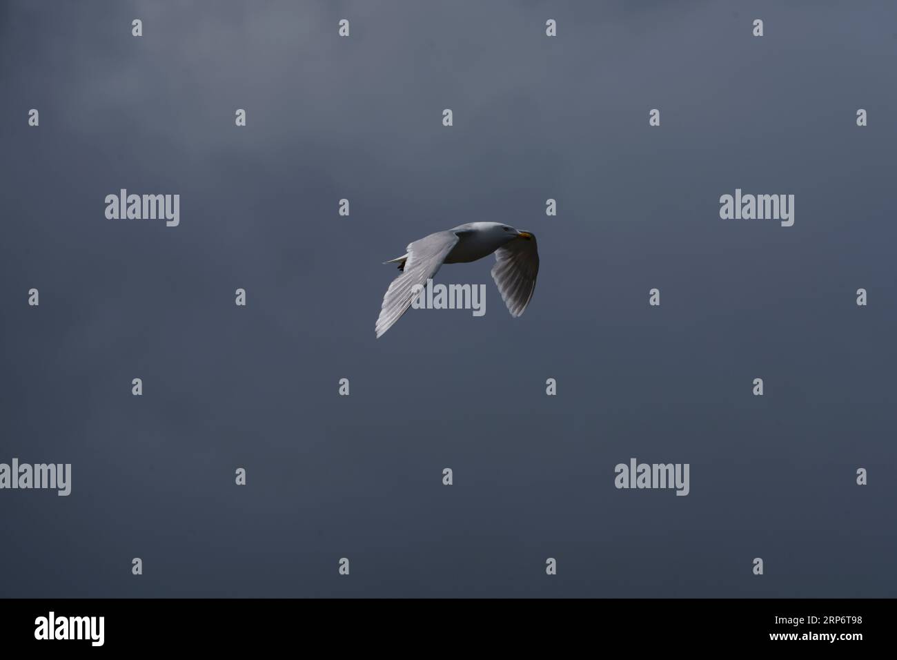 Flying Larus hyperboreus Family Laridae Genus Larus Glaucous gull wild ...