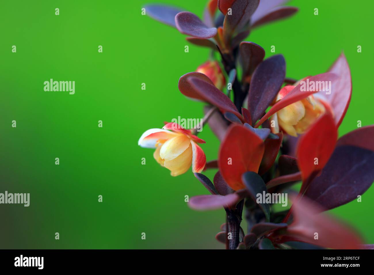 Beautiful flowers of Berberis amurensis, North China Stock Photo - Alamy