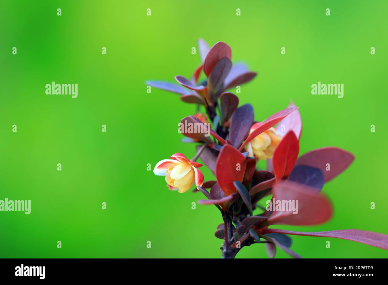 Berberis amurensis hi-res stock photography and images - Alamy