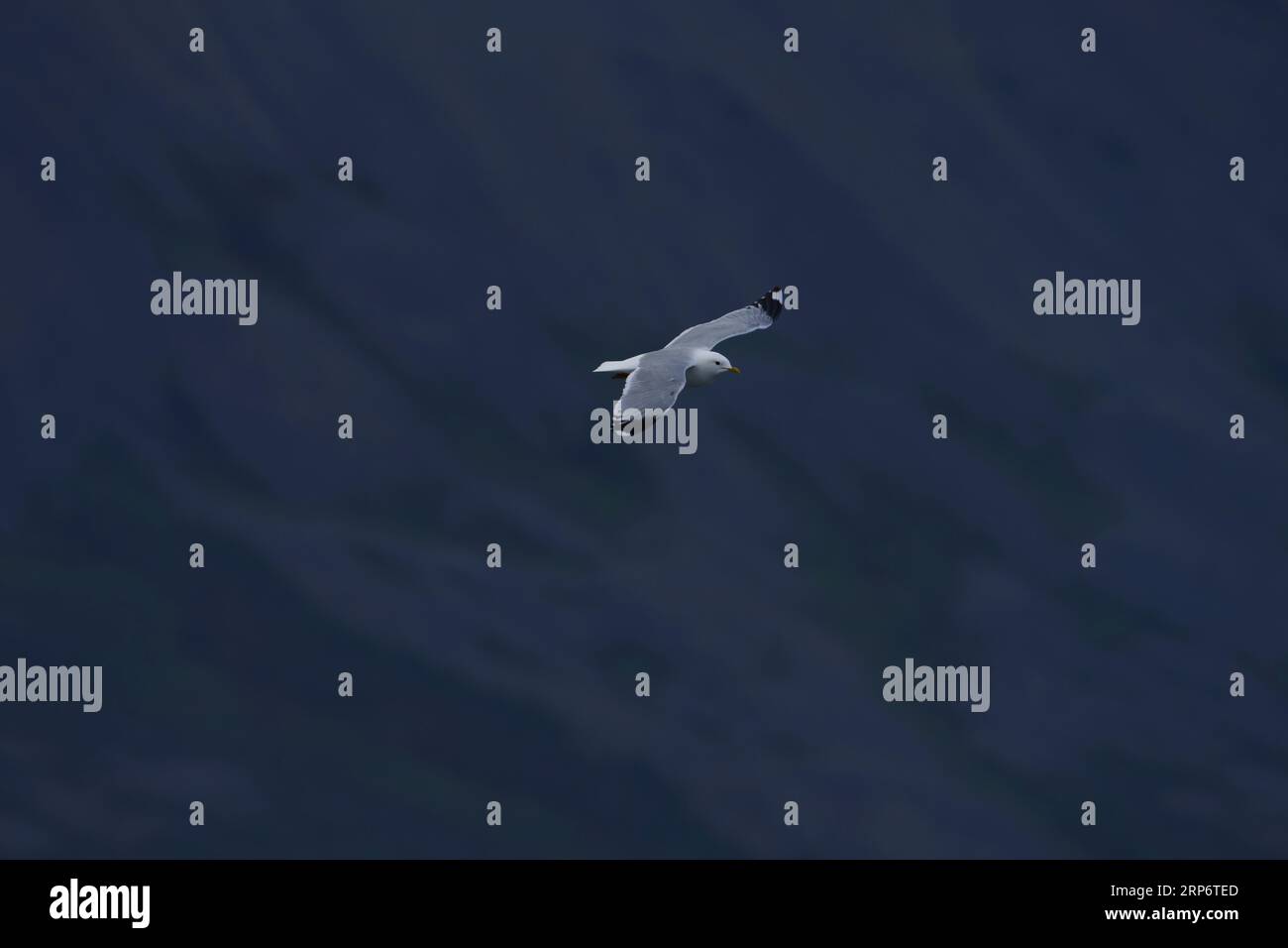 Flying Larus canus Family Laridae Genus Larus Mew gull Common gull Mew ...