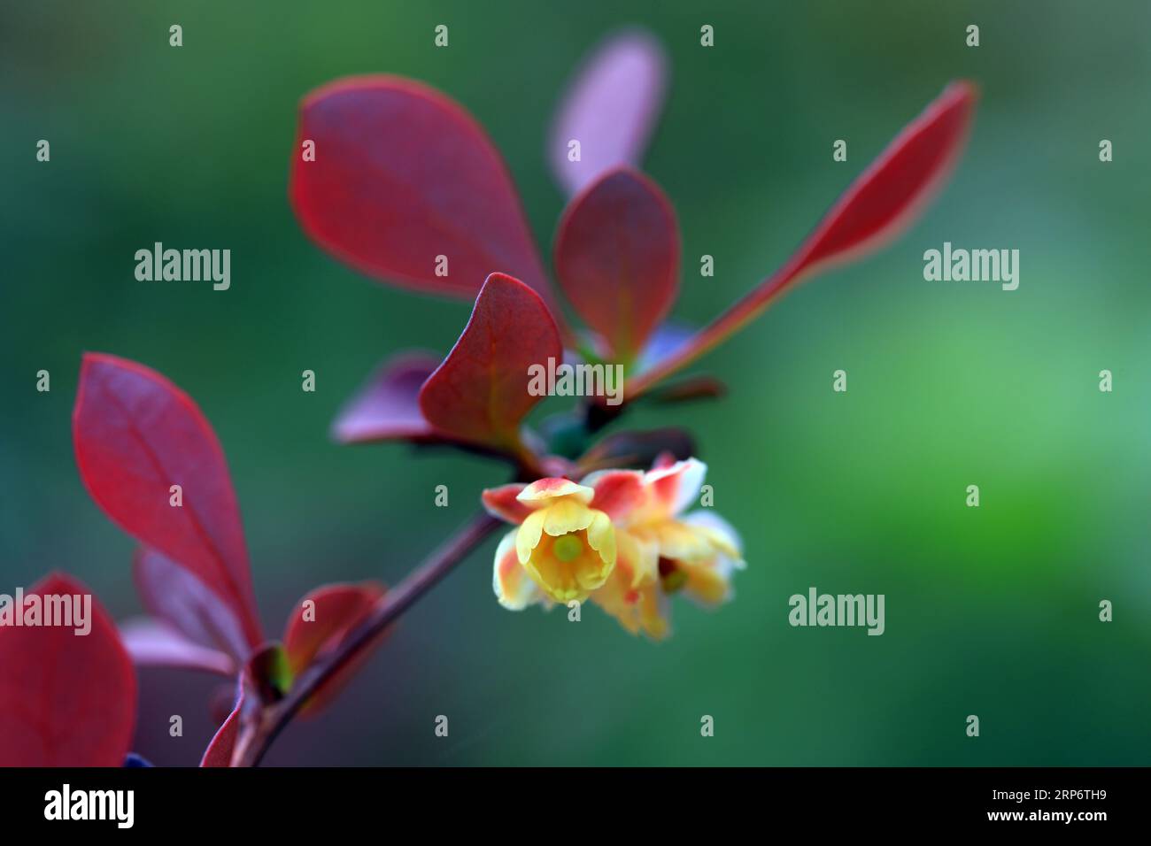 Berberis amurensis hi-res stock photography and images - Alamy