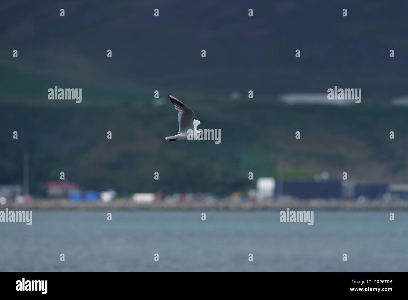 Flying Larus ridibundus Family Laridae Genus Chroicocephalus Black ...