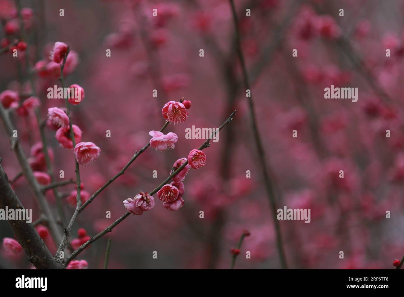 Dahan china hi-res stock photography and images - Alamy