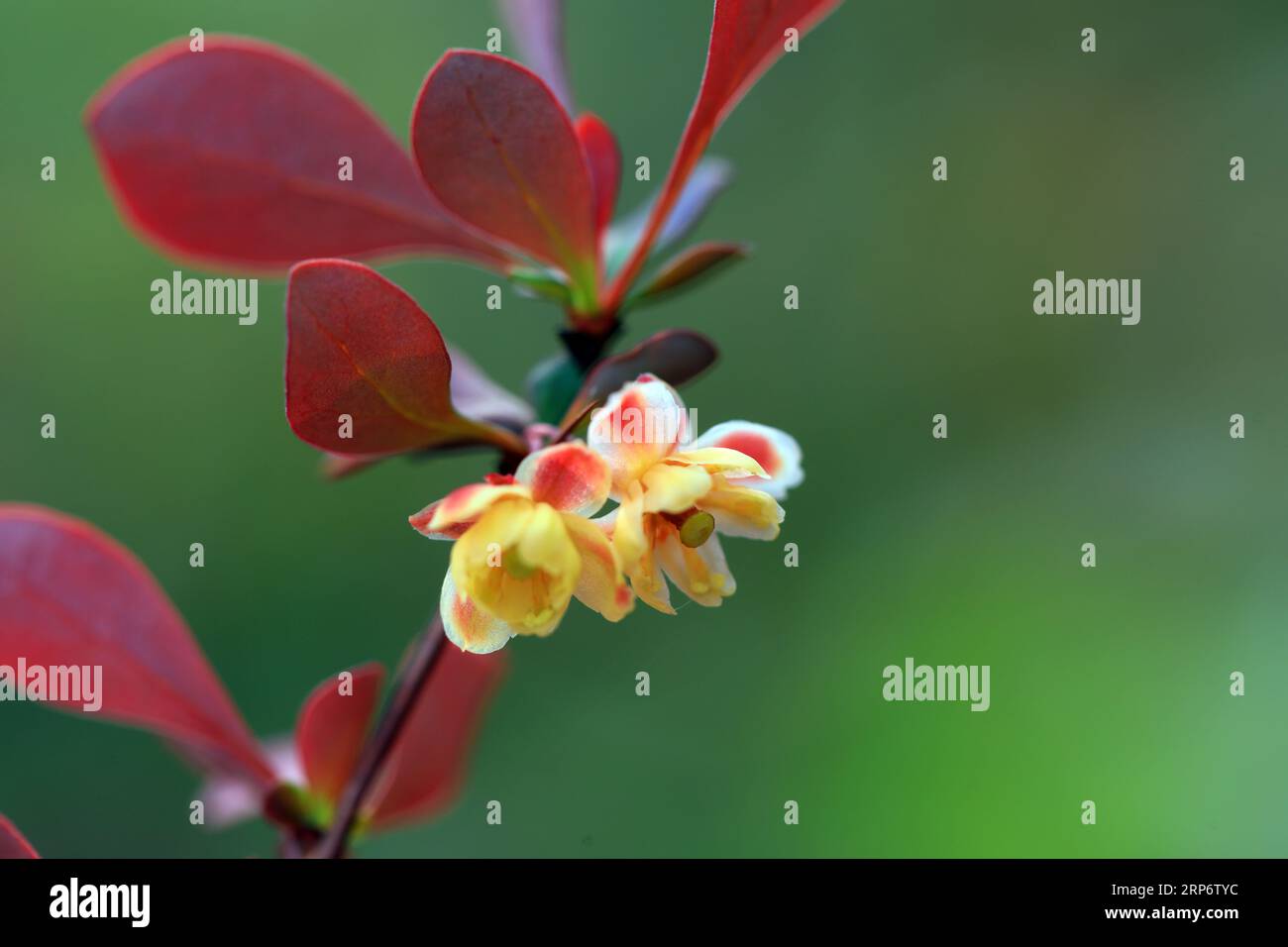 Berberis amurensis hi-res stock photography and images - Alamy