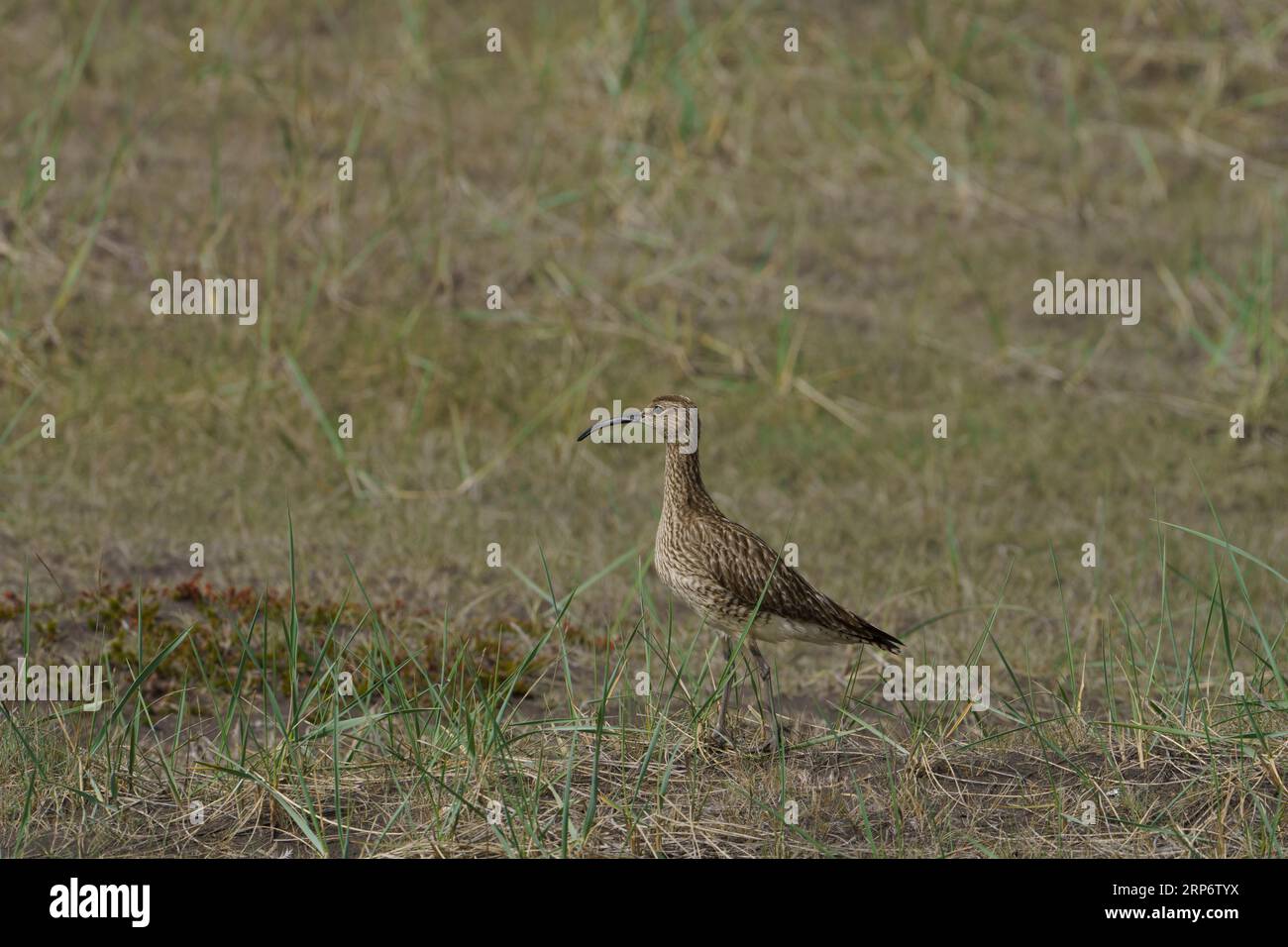 Numenius phaeopus Family Scolopacidae Genus Numenius Eurasian whimbrel ...