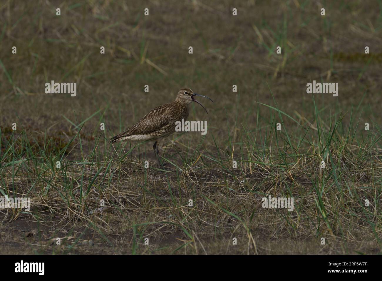 Numenius phaeopus Family Scolopacidae Genus Numenius Eurasian whimbrel ...