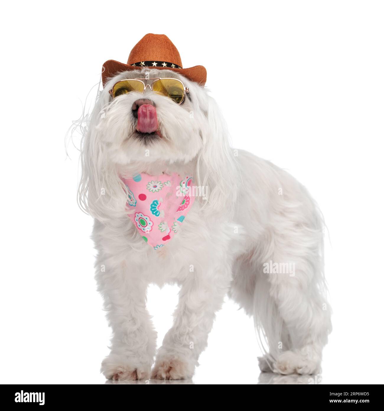 side view of happy bichon dog with hat, sunglasses and pink bandana ...