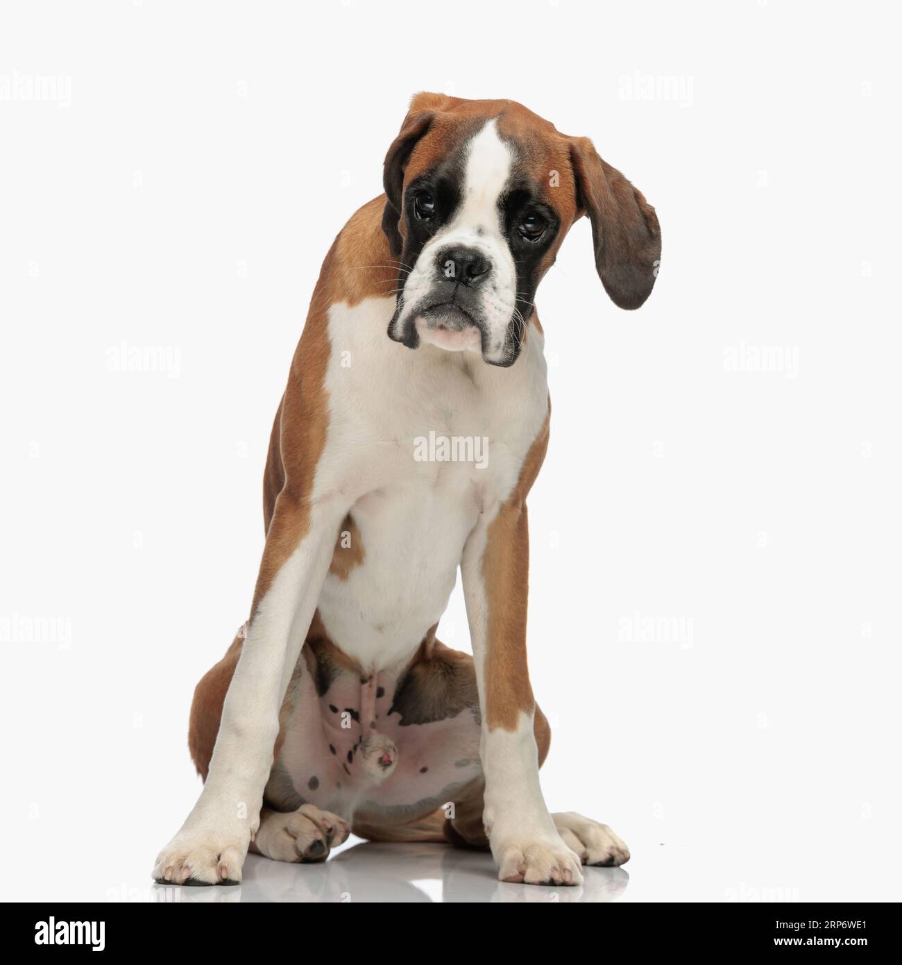 sweet boxer dog sitting and looking away in front of white background ...
