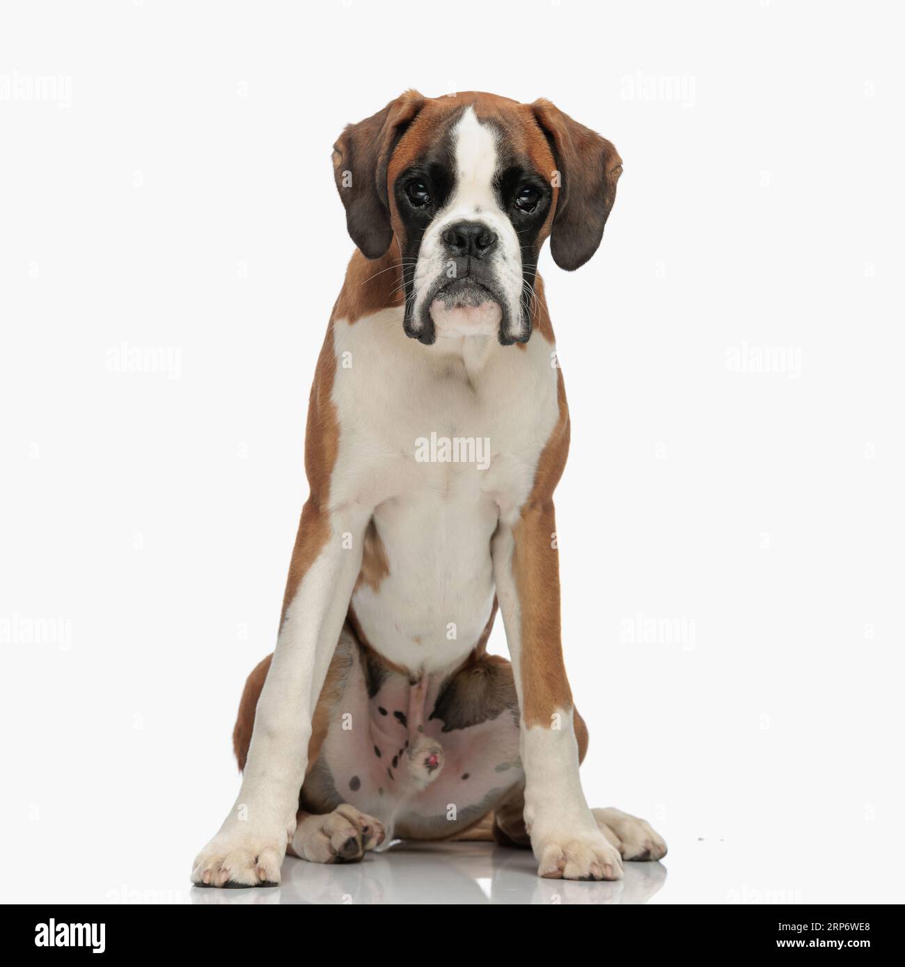 sweet little boxer puppy with big eyes sitting and looking forward in ...