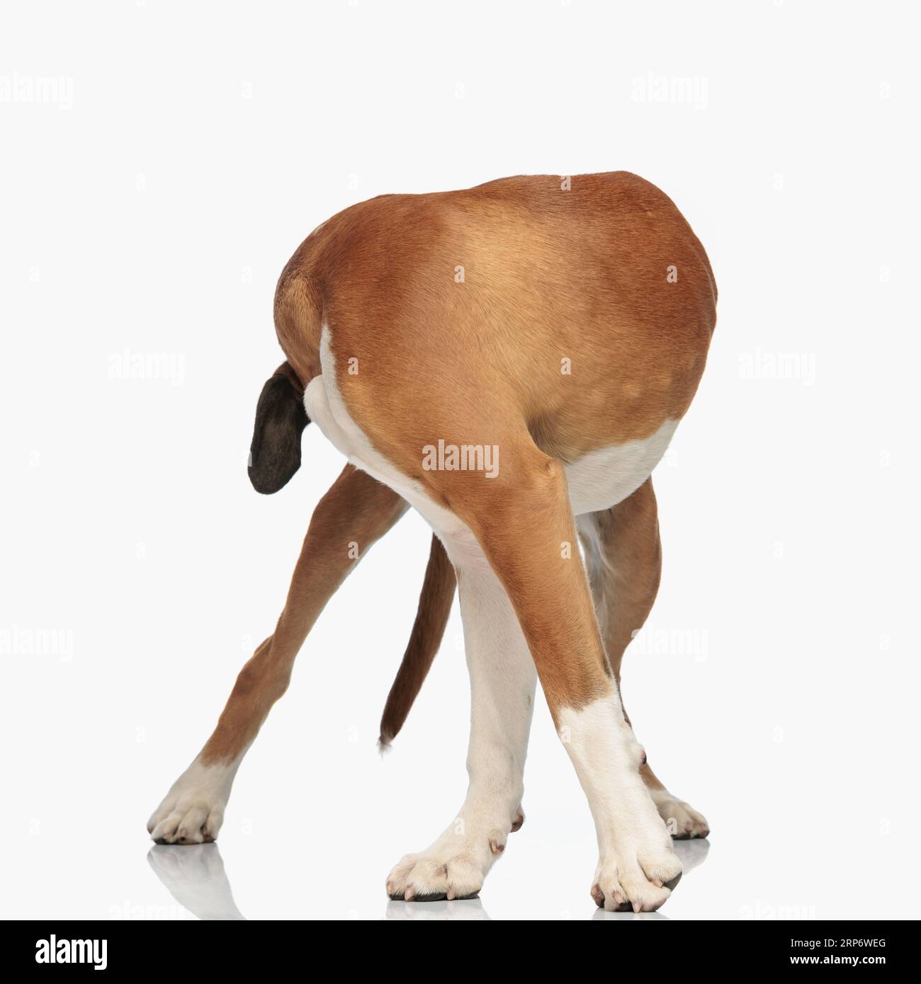 cute brown boxer dog looking behind while standing in front of white ...