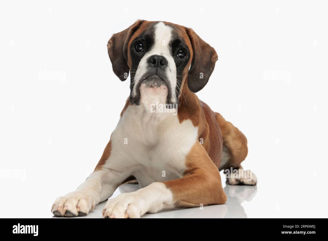 cute boxer dog looking forward while laying down in studio in front of ...