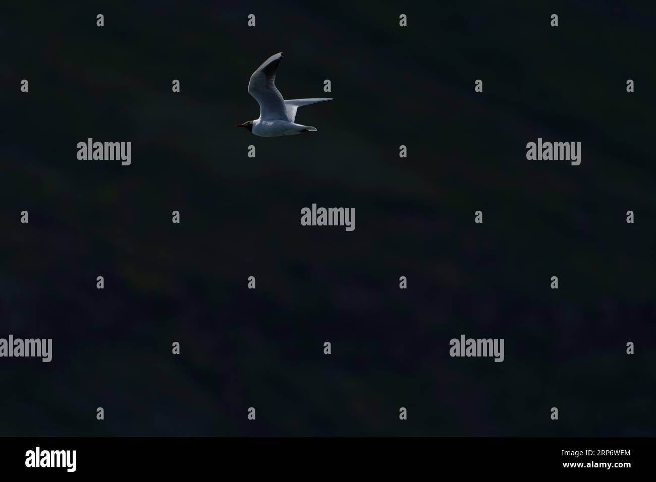 Flying Larus ridibundus Family Laridae Genus Chroicocephalus Black ...