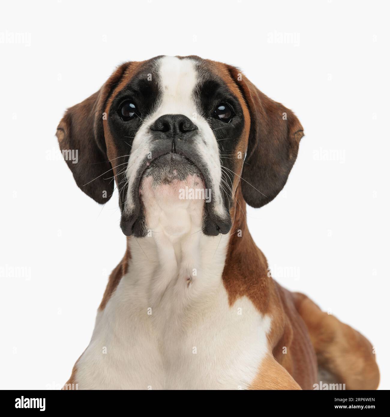 cutout portrait picture of sweet boxer puppy looking up and being ...