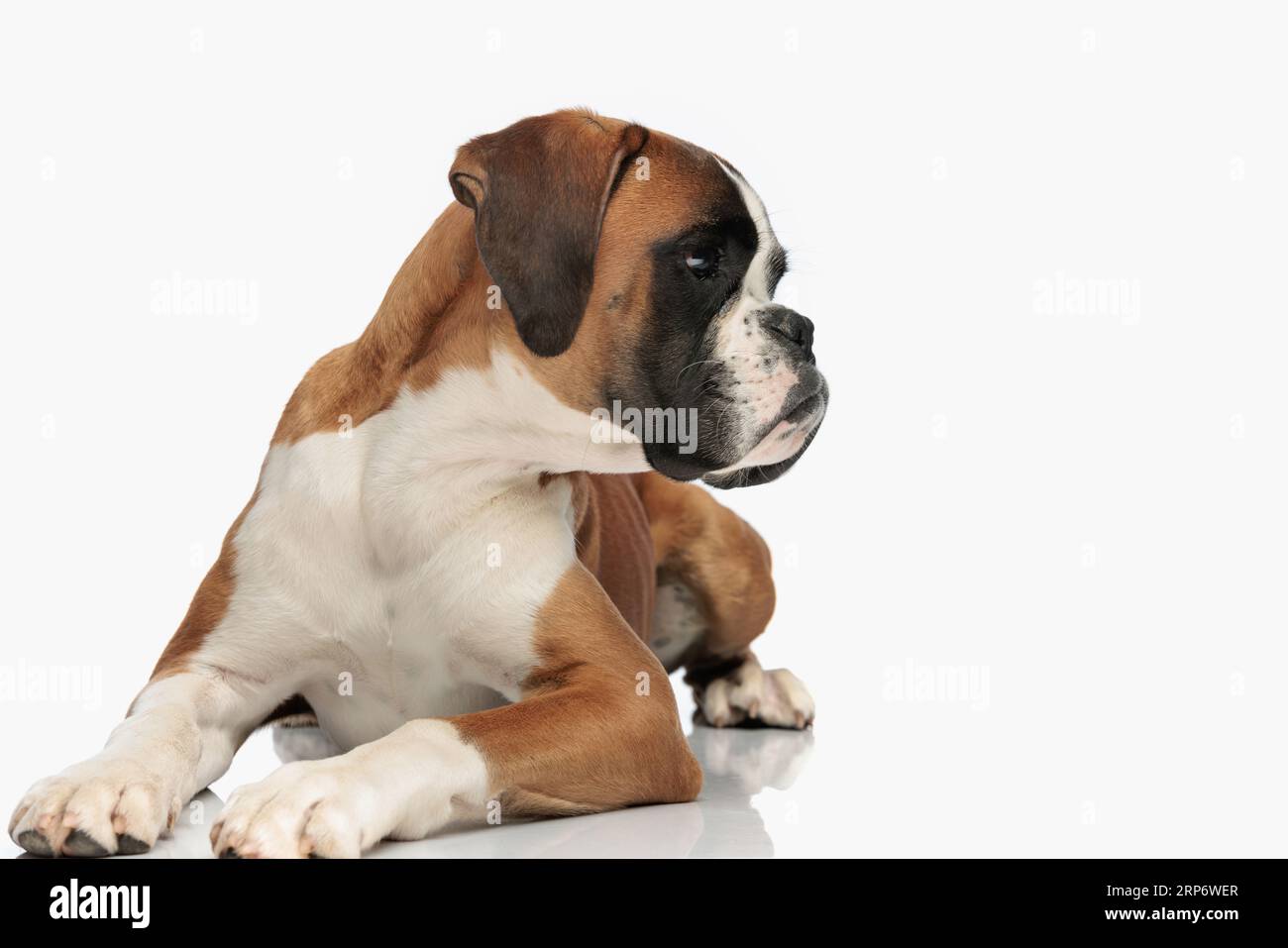 precious little boxer puppy laying down and looking to side in front of ...