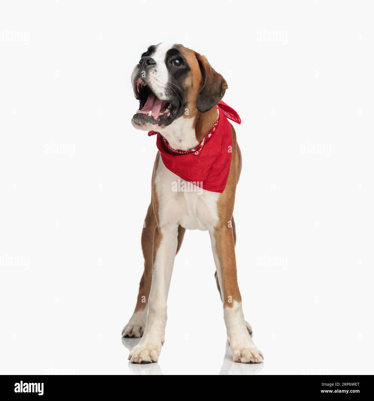 happy little boxer puppy with red bandana looking up and panting with ...