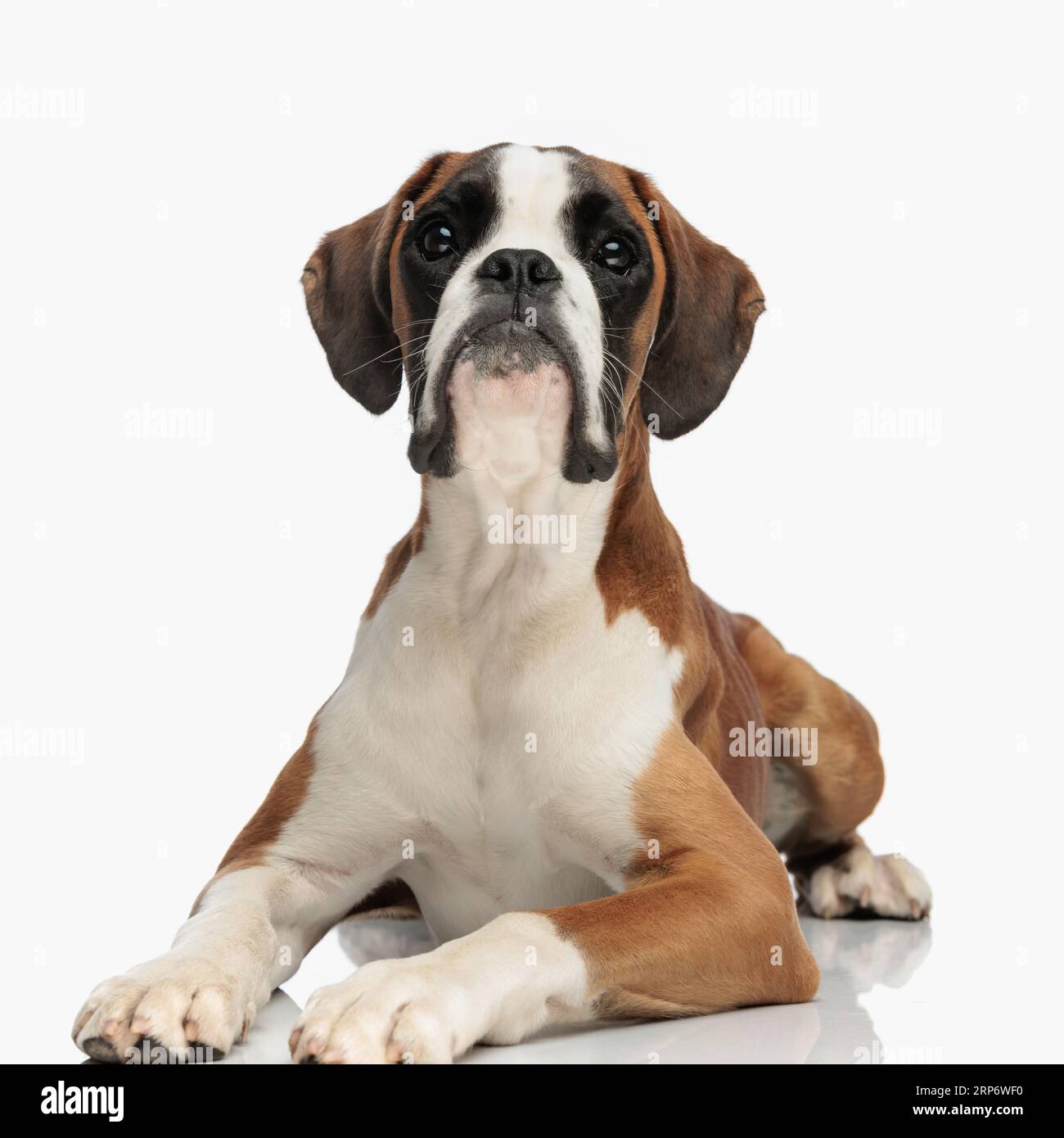 adorable brown boxer doggy laying down and curiously looking up in ...