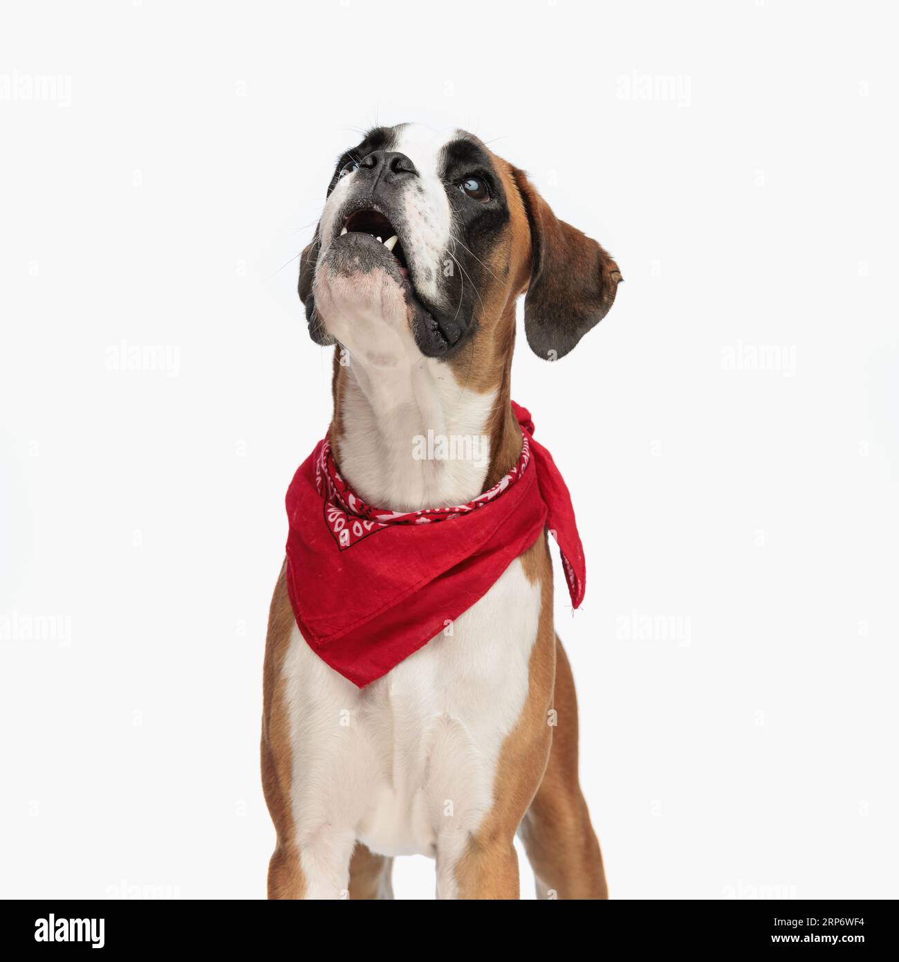 curious boxer dog wearing red bandana, looking up and panting while ...