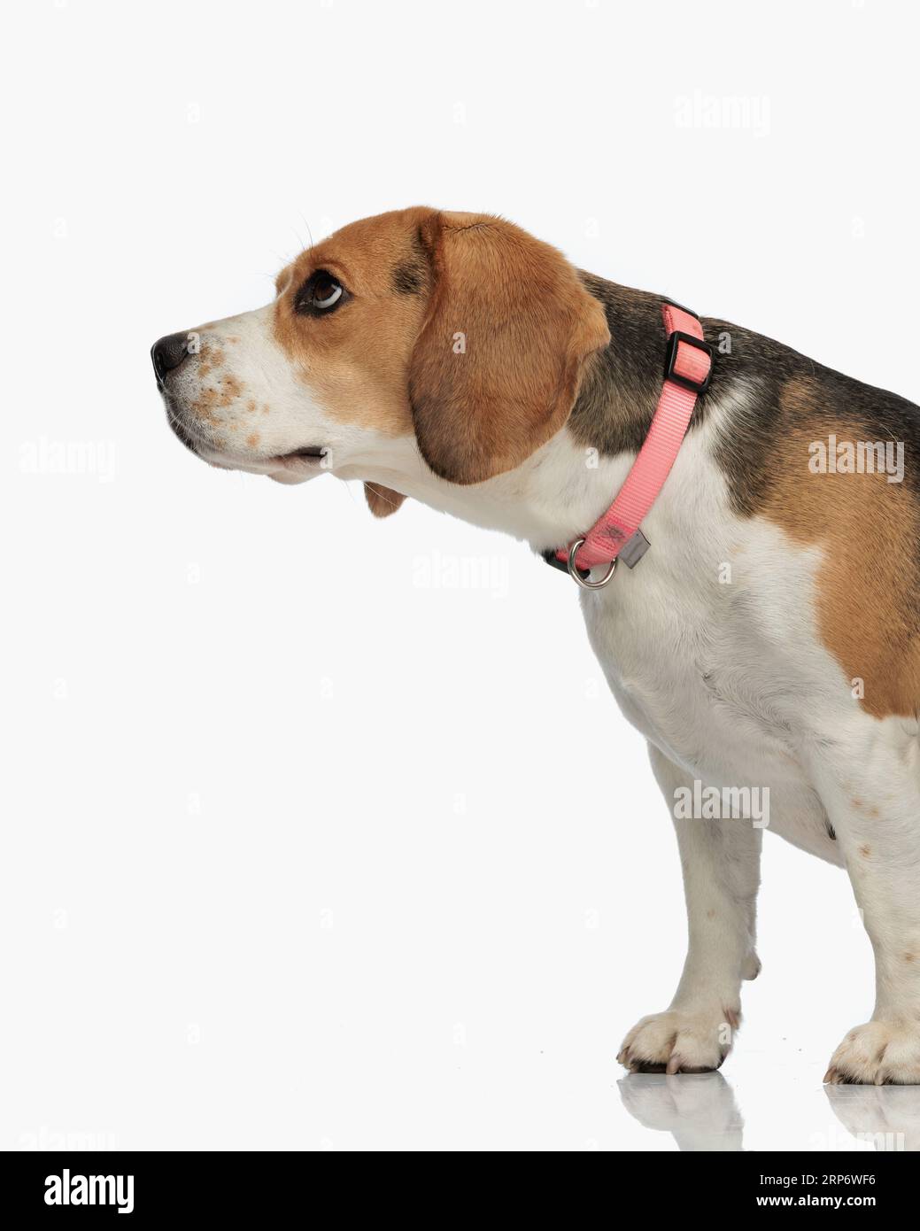 side view of curious beagle puppy with collar looking up and waiting ...