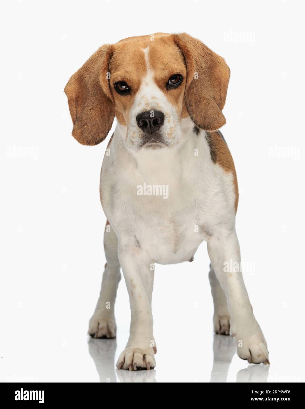 beautiful little beagle dog looking forward and standing in front of ...