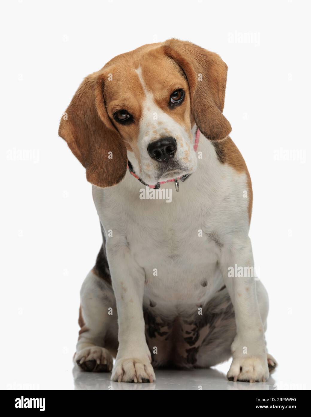 adorable little beagle dog with collar sitting and looking forward in ...