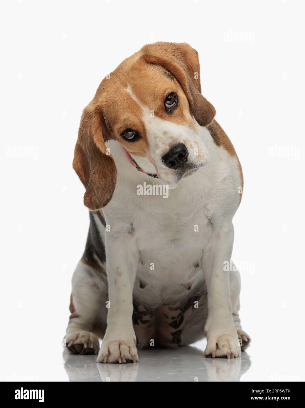 funny beagle dog with collar sitting and looking forward with ...