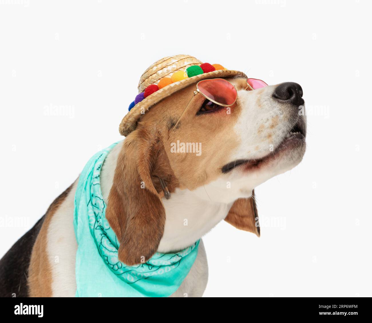 side view of cute beagle with hat, sunglasses and bandana looking up ...