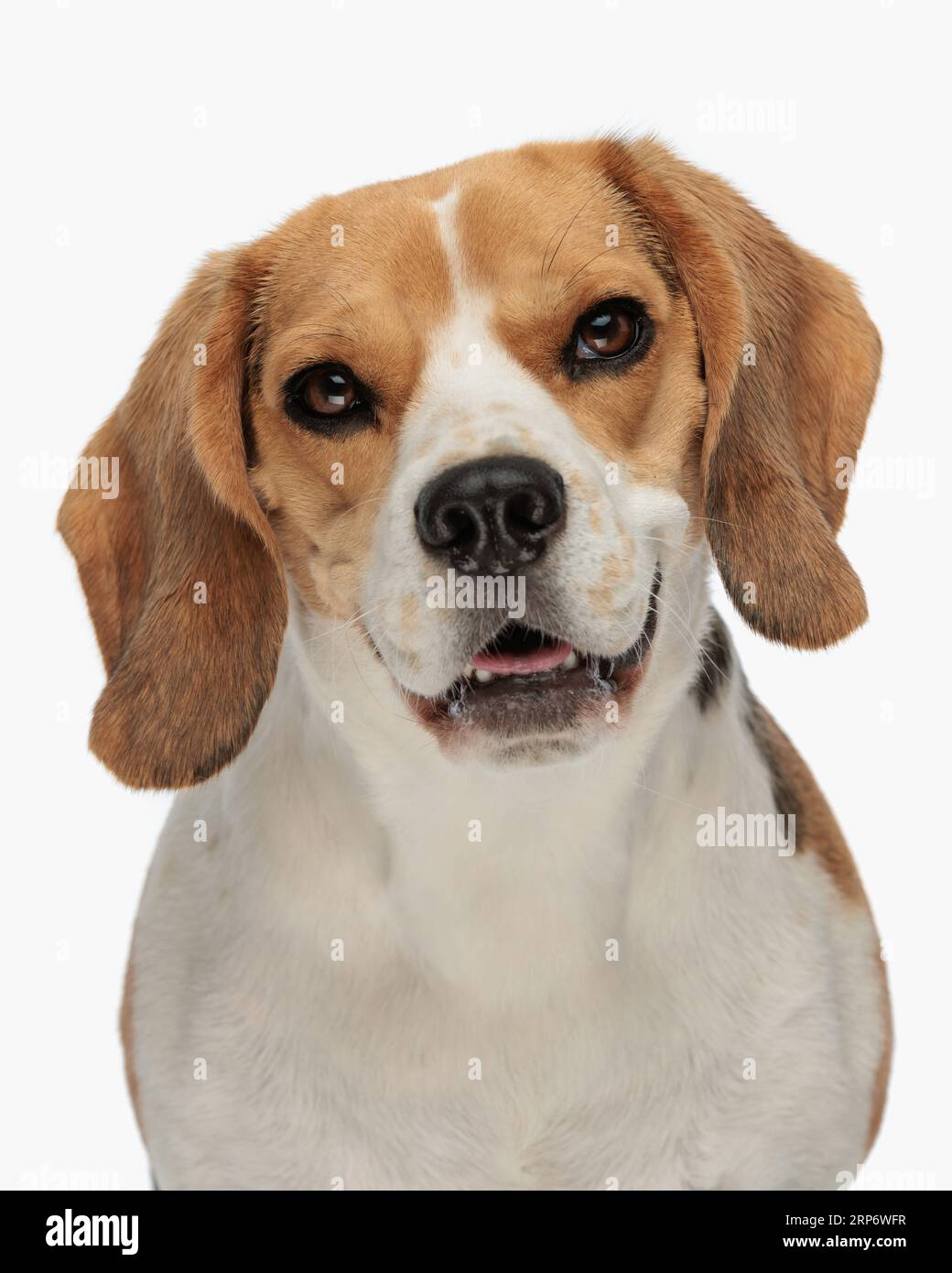 portrait of happy little beagle looking forward, opening mouth and ...