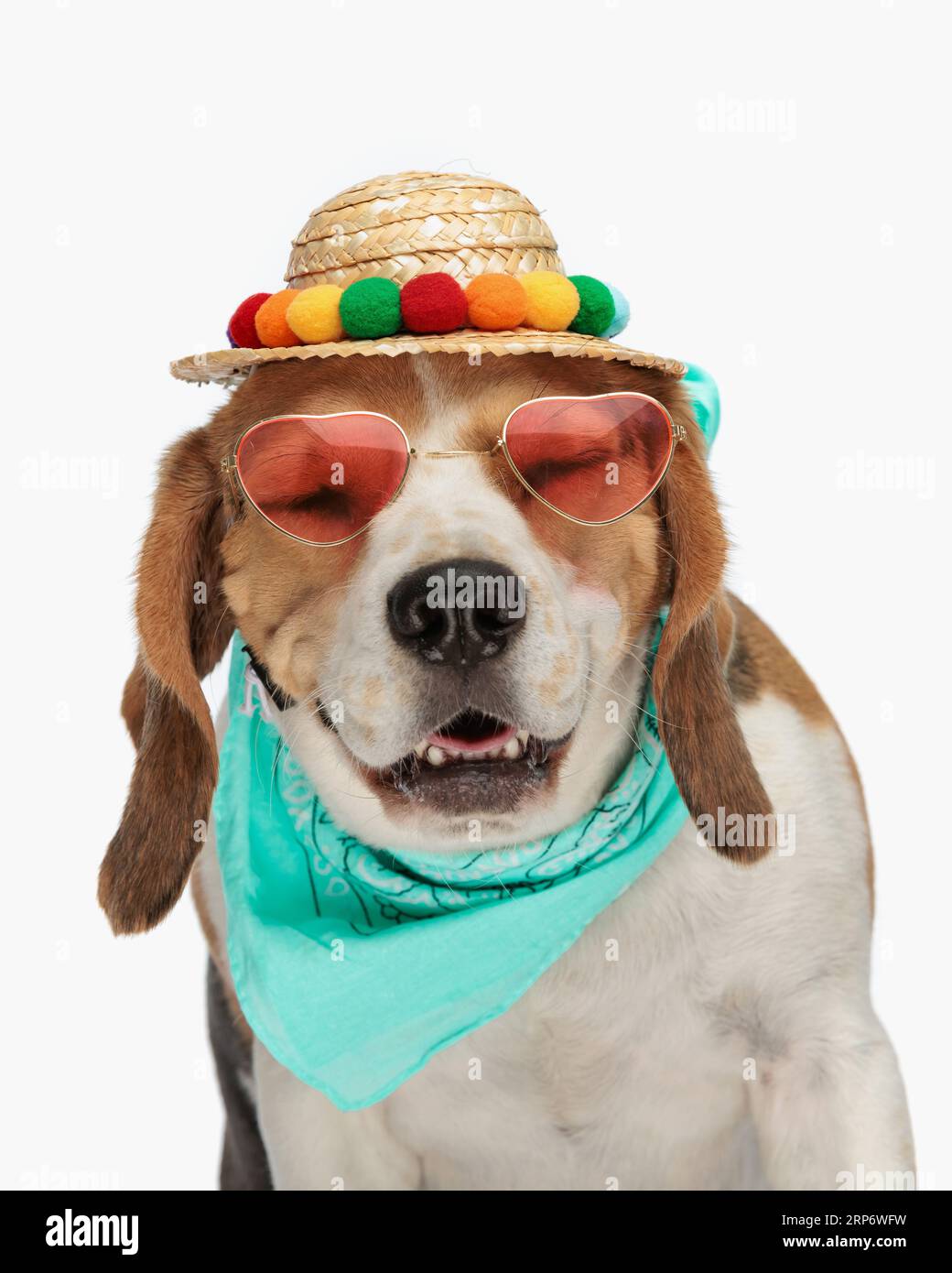 funny beagle dog with hat, sunglasses and bandana closing eyes and ...