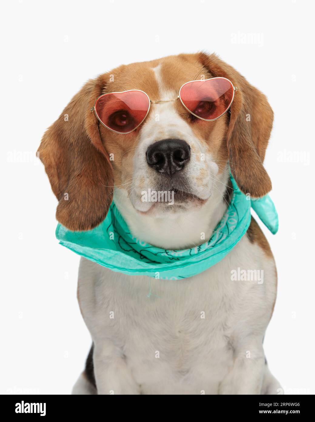 funny beagle puppy wearing retro heart sunglasses and blue bandana ...