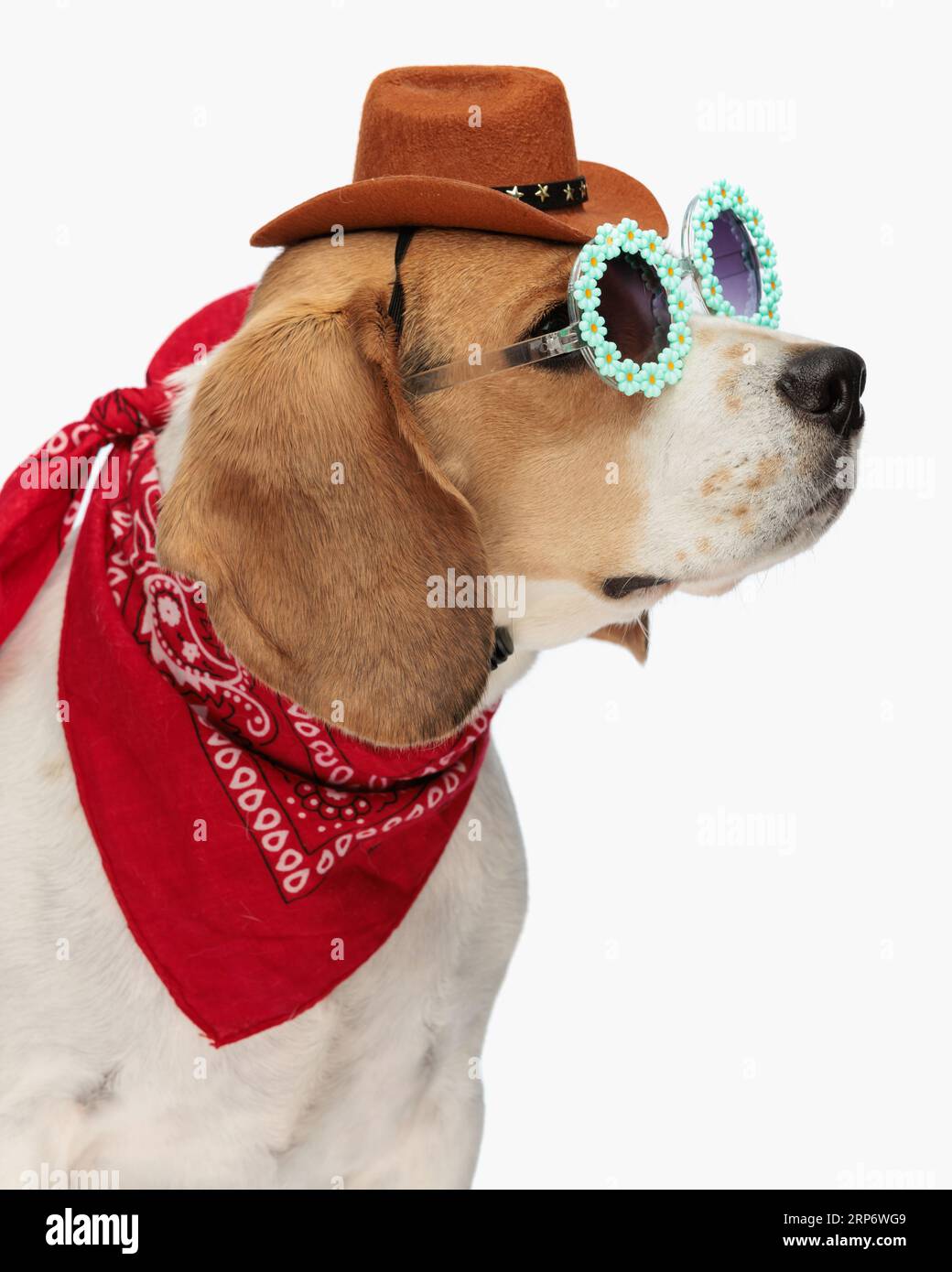side view of cute beagle with cowboy hat, sunglasses and red bandana ...
