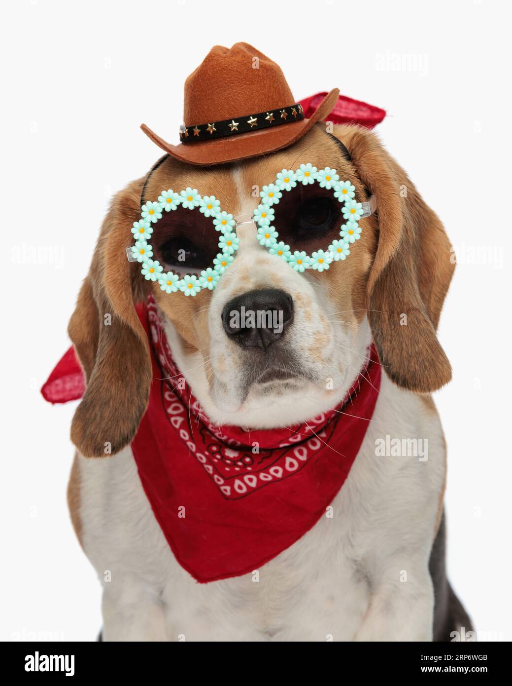 Sheriff beagle hi-res stock photography and images - Alamy